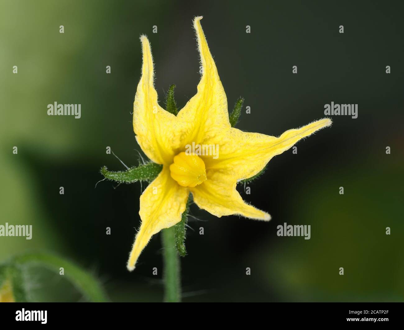 Tomato bloom hi-res stock photography and images - Alamy