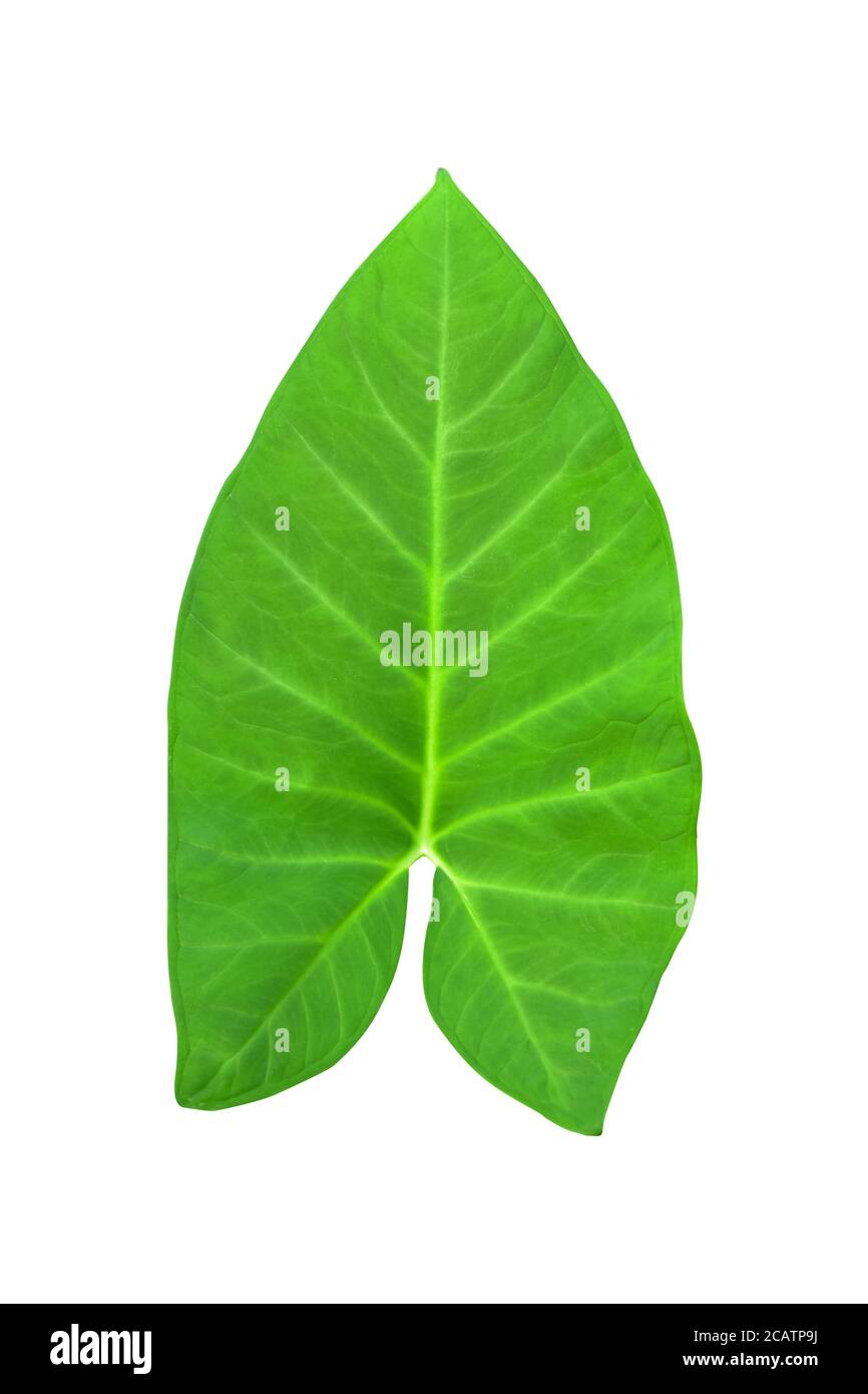 Large heart shaped green leaves of Elephant ear or taro (Colocasia ...