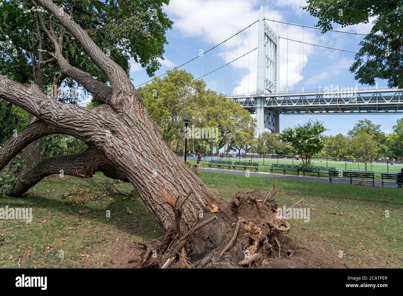 NEW YORK, NY - AUGUST 08: An uprooted tree seen in Astoria Park on ...