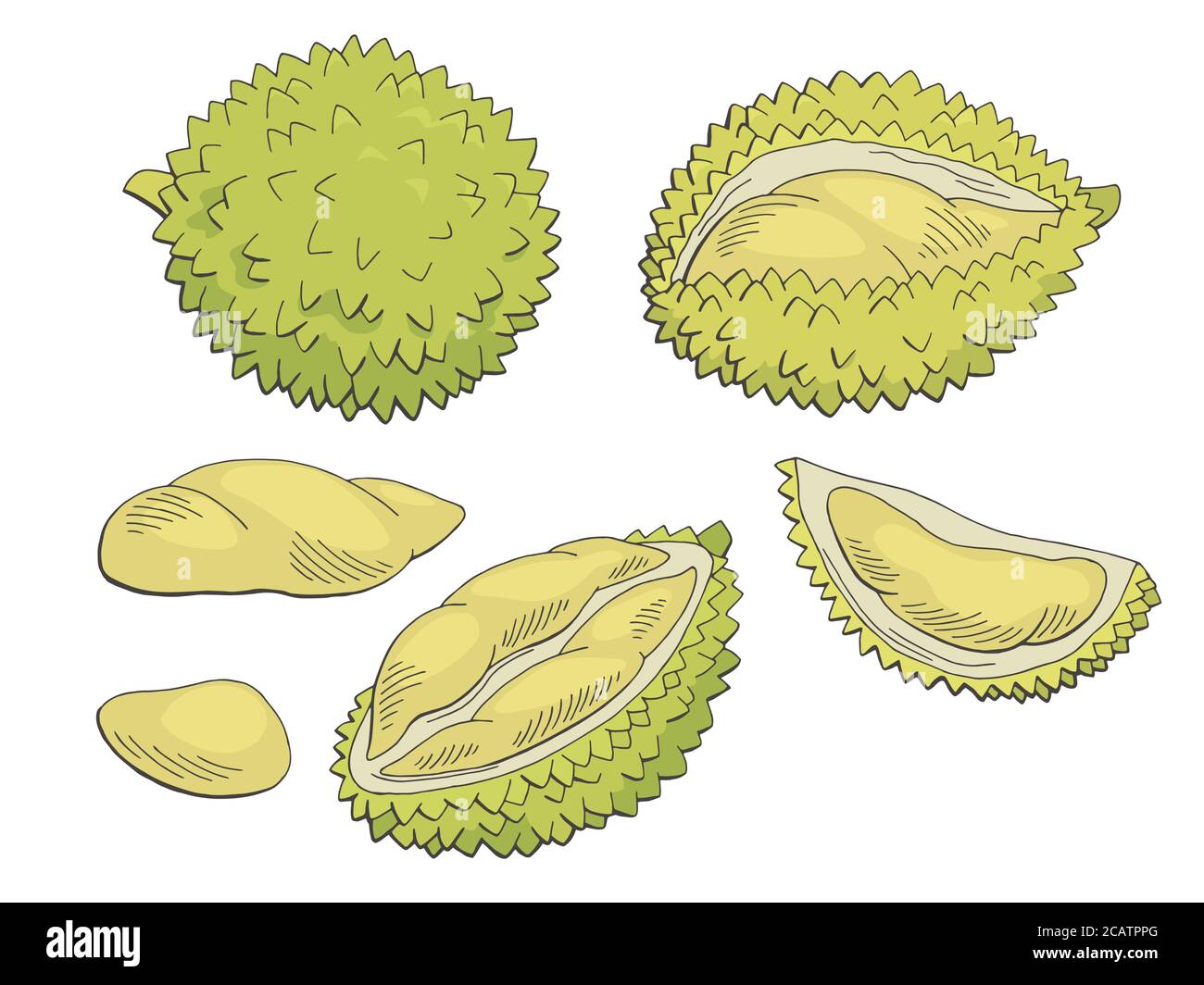 Durian Fruit Drawing