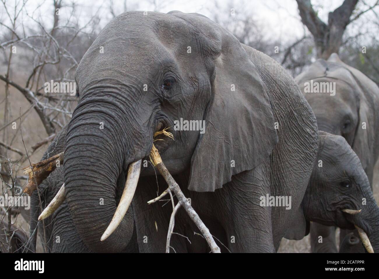 Hungry elephant closeup eating a tree branch with family behind in ...