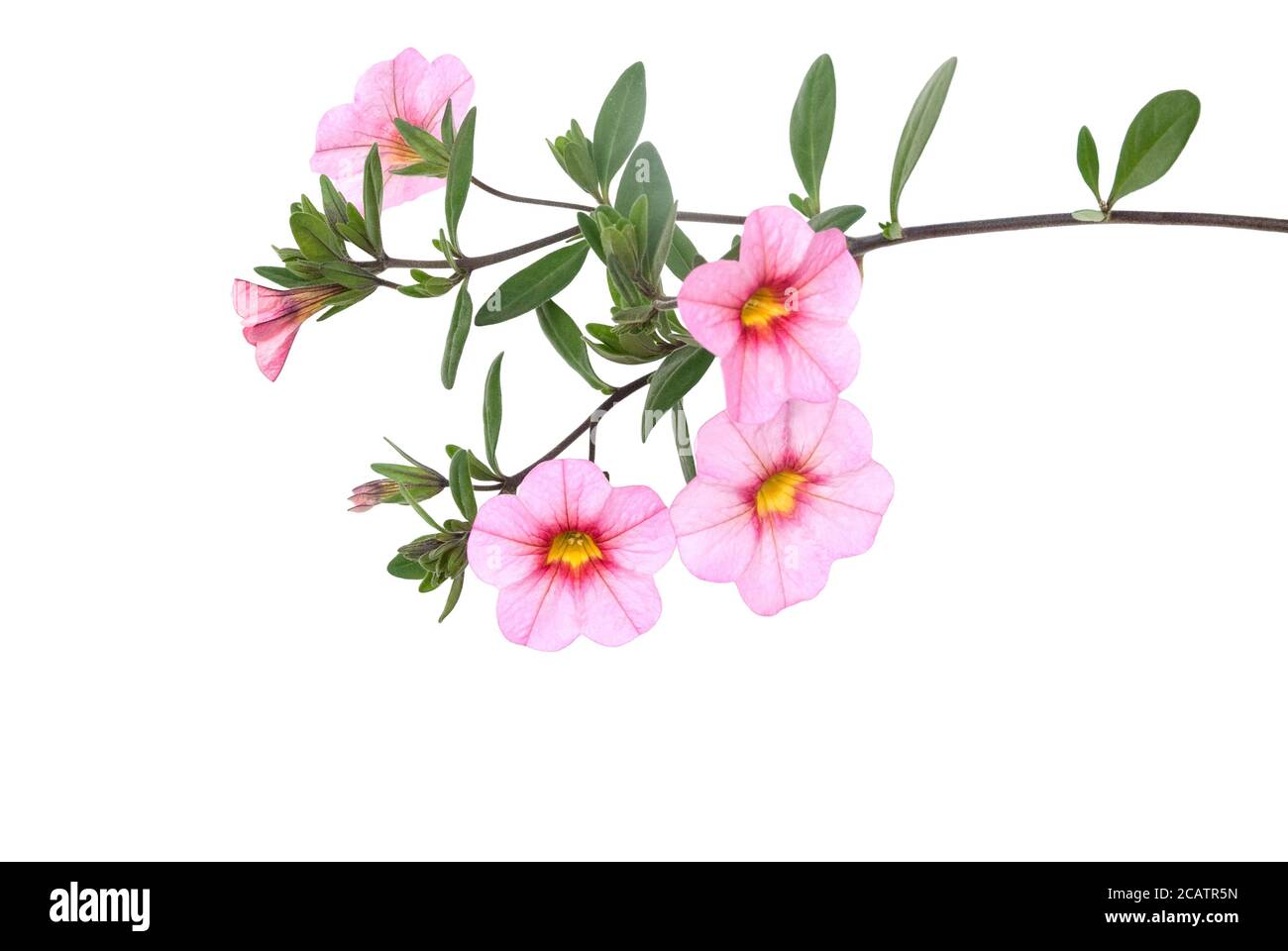 3d isolated flowers hi-res stock photography and images - Alamy