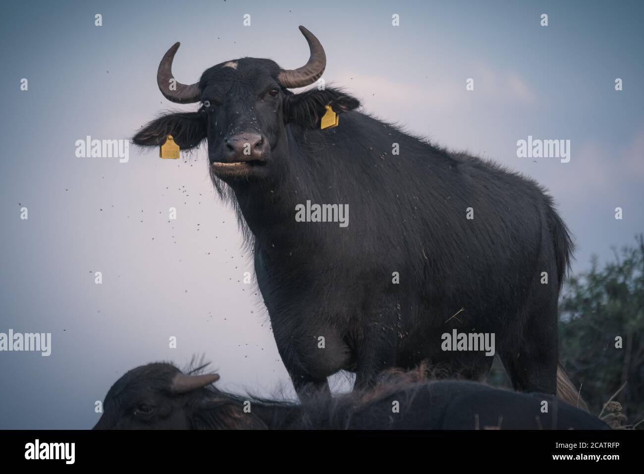 Prespa lakes hi-res stock photography and images - Alamy