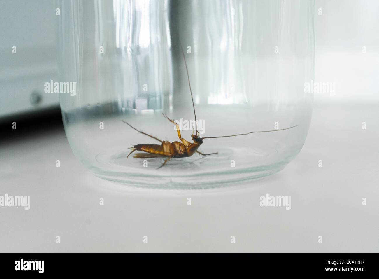 Cockroach in a glass jar in the kitchen Stock Photo - Alamy