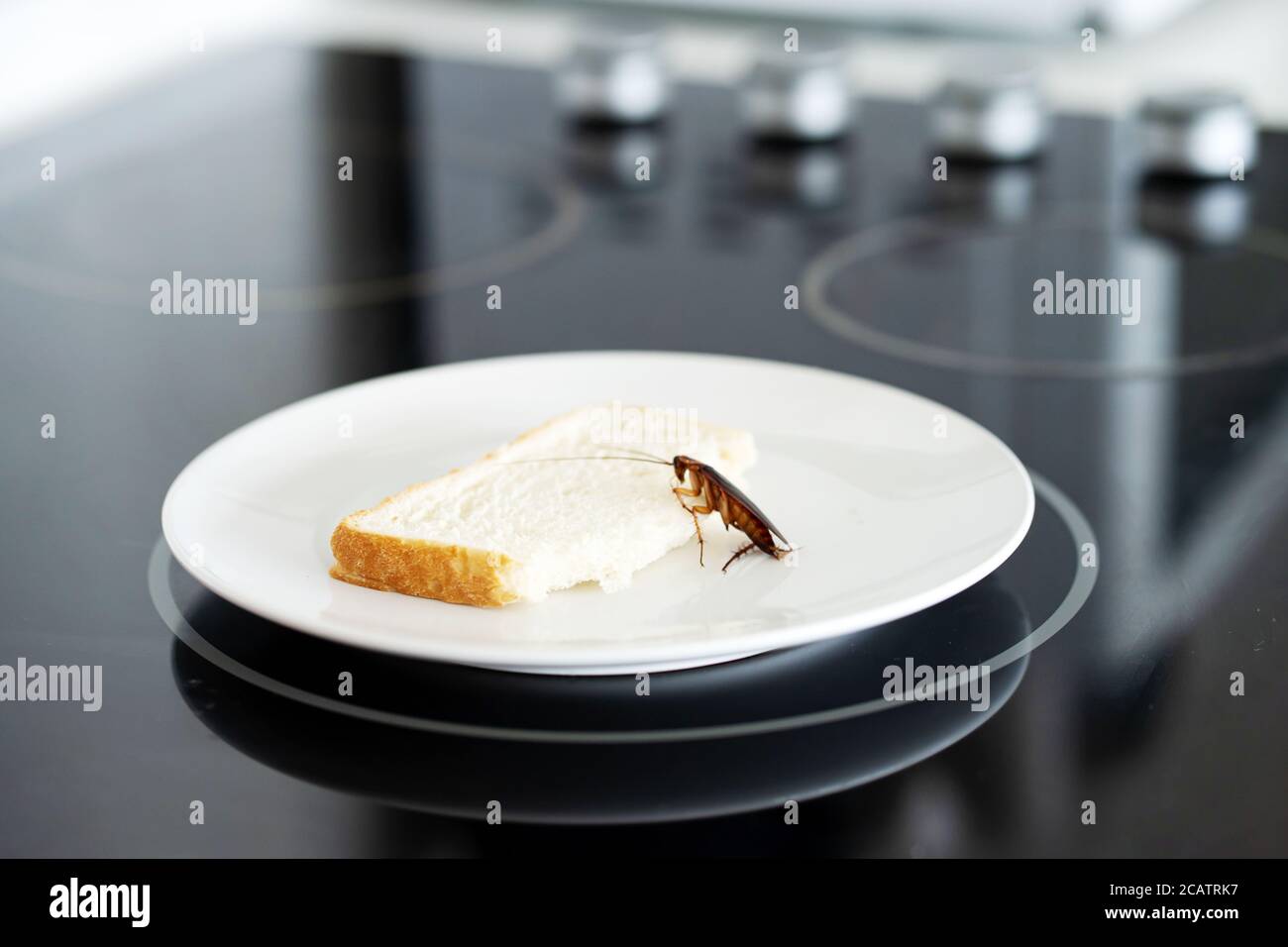 A cockroach is sitting on a piece of bread in a plate in the kitchen ...