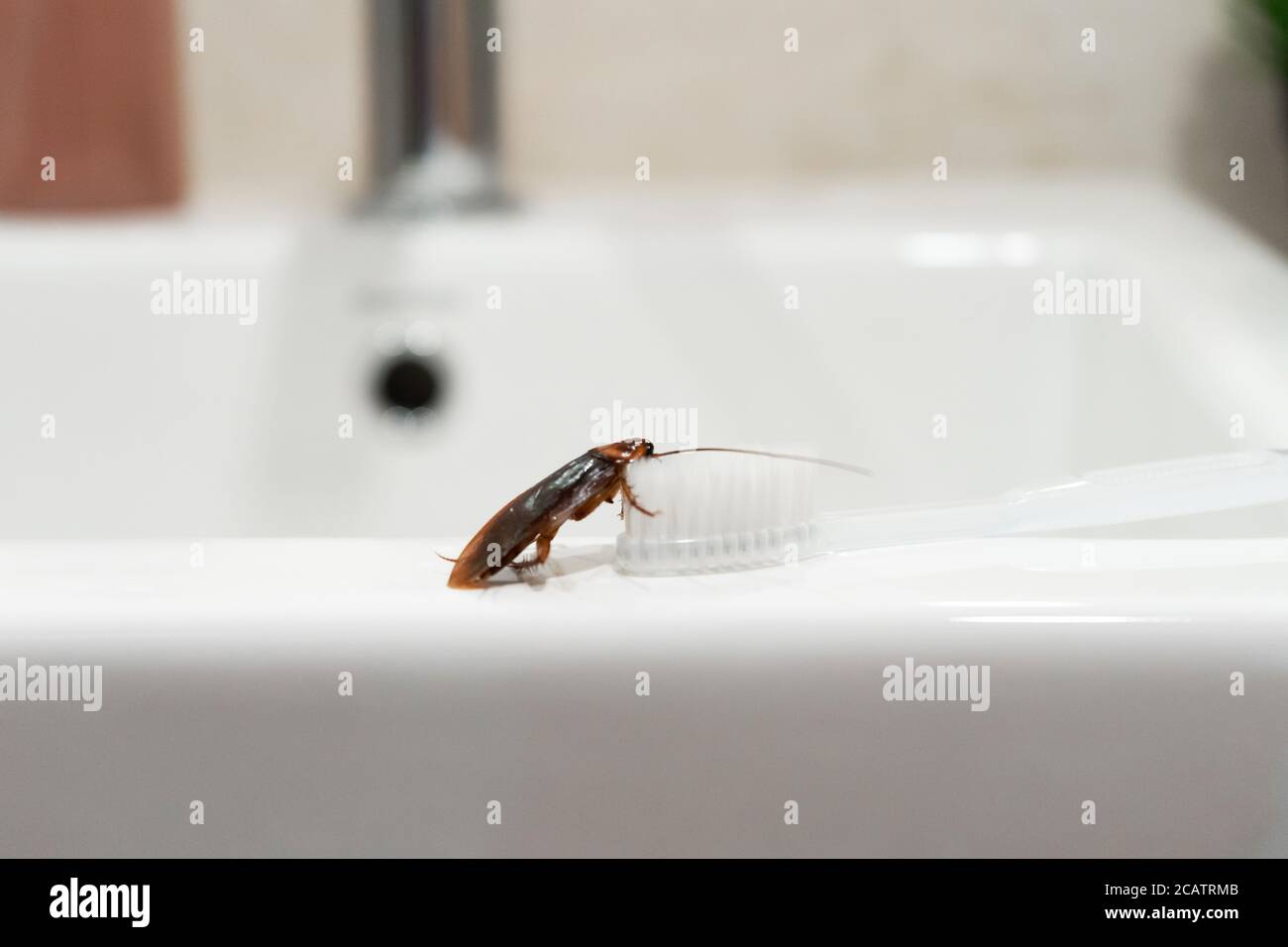 Cockroach in the bathroom on the sink. The problem with insects Stock ...