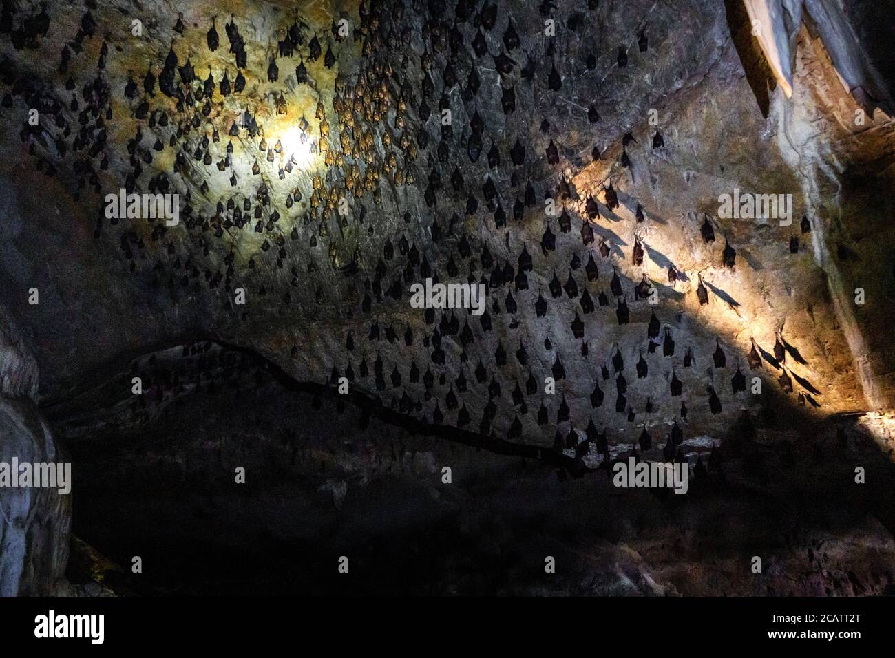 Bat cave. A flock of bats asleep hanging from the ceiling in the light ...