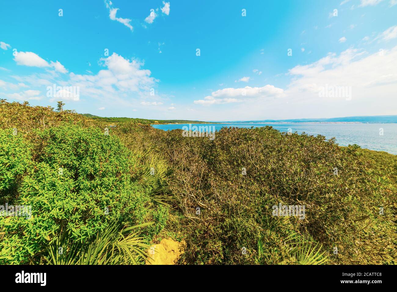 green bushes in Alghero, Sardinia Stock Photo - Alamy