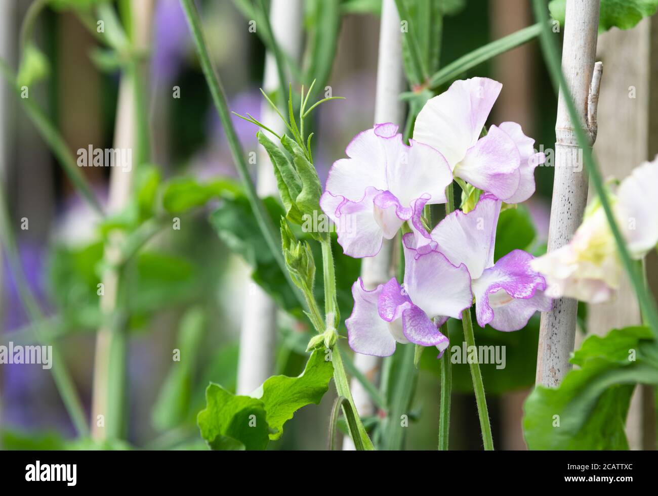 Sweet Pea 'Sir Jimmy Shand' growing cordon style Stock Photo - Alamy