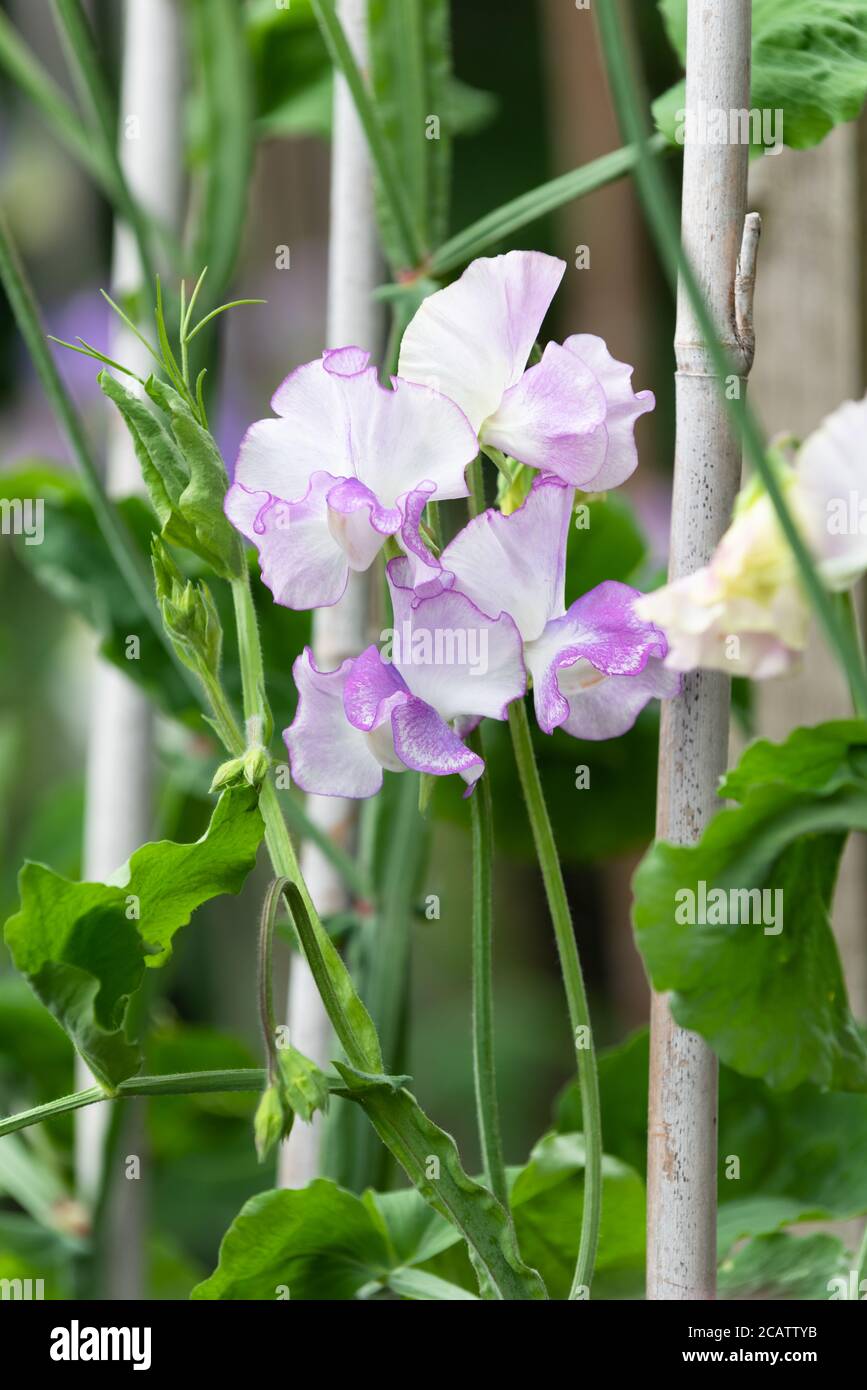 Jimmy shand hi-res stock photography and images - Alamy