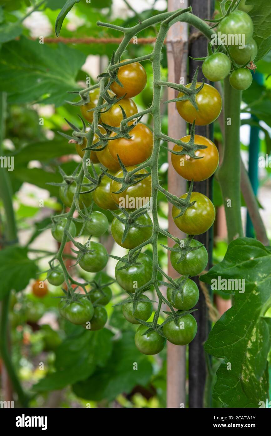 Tomato ,Sun Gold, growing and fruiting Stock Photo - Alamy