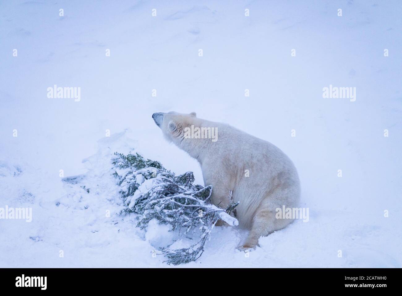 Ranua zoo hi-res stock photography and images - Alamy