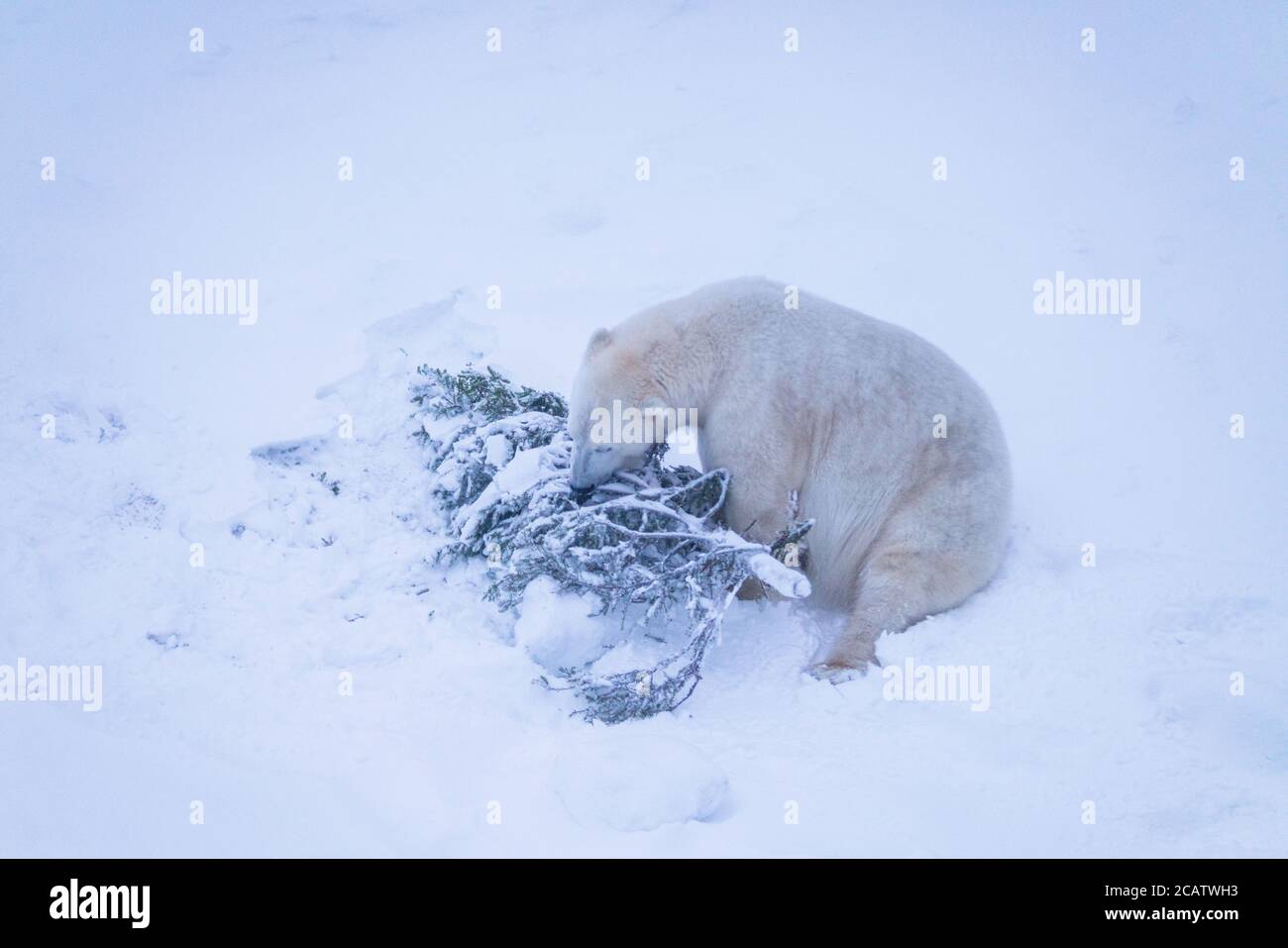 Close shot of a polar bear in Lapland, Finland Stock Photo - Alamy