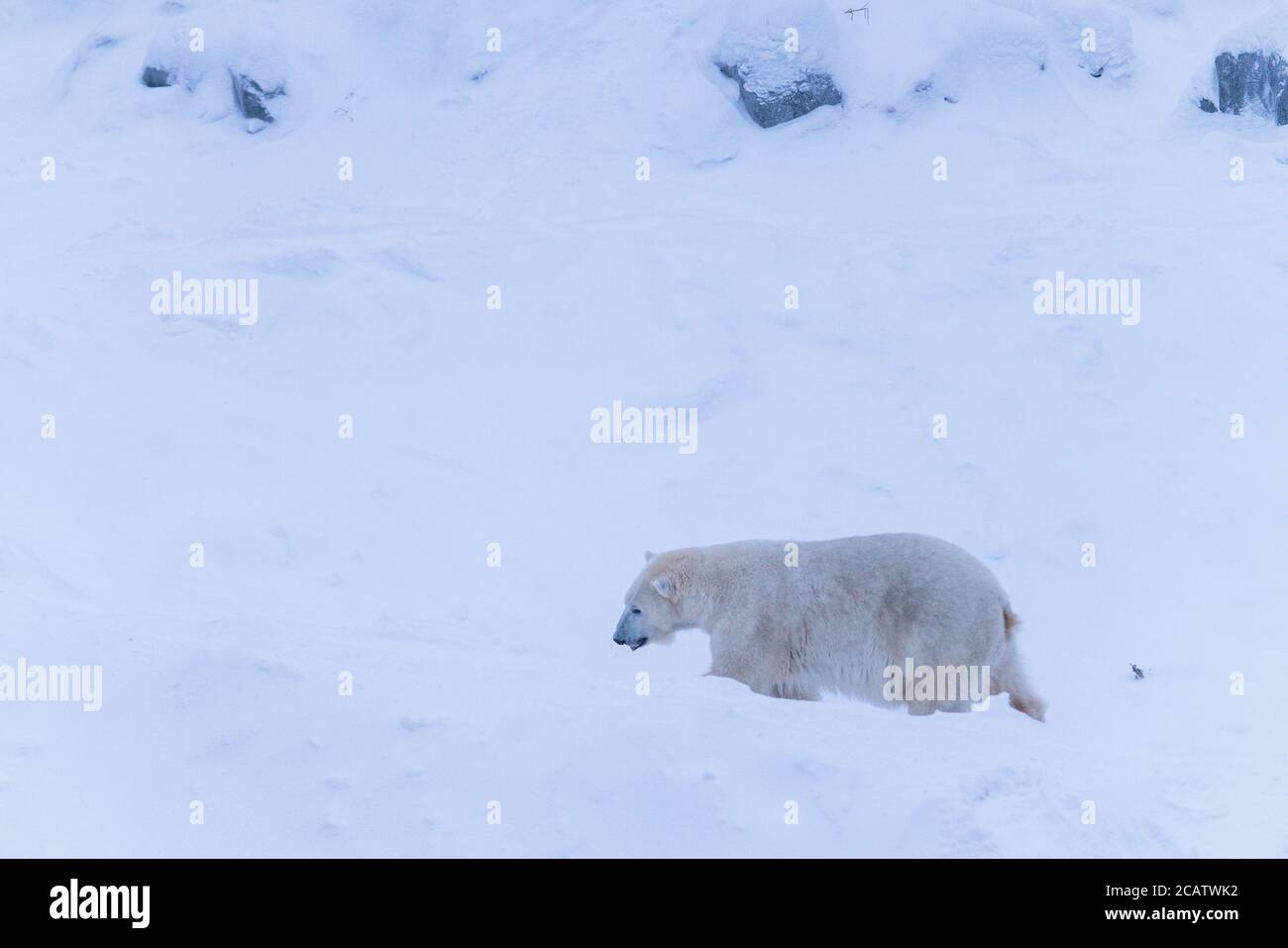 Polar bear at zoo in ranua hi-res stock photography and images - Alamy