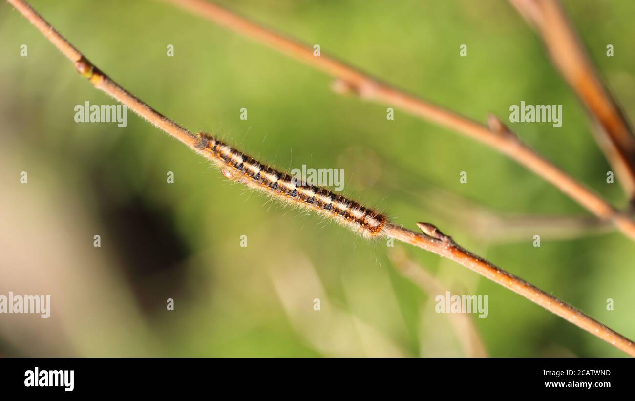 Caterpillar brown tropical hi-res stock photography and images - Alamy