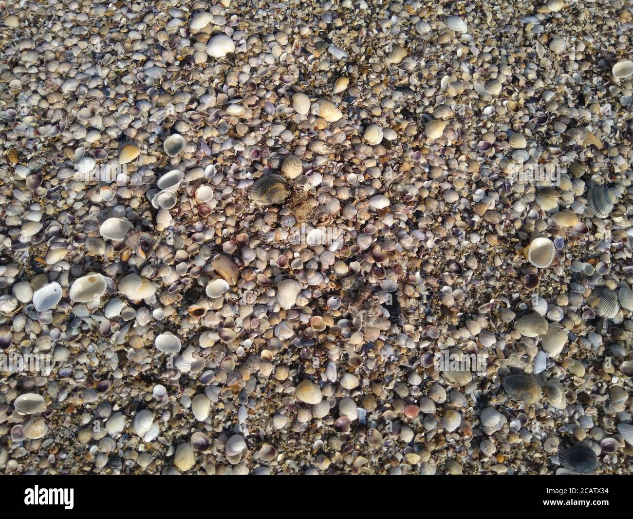 Closeup shot of pebbles and shells on the beach Stock Photo - Alamy