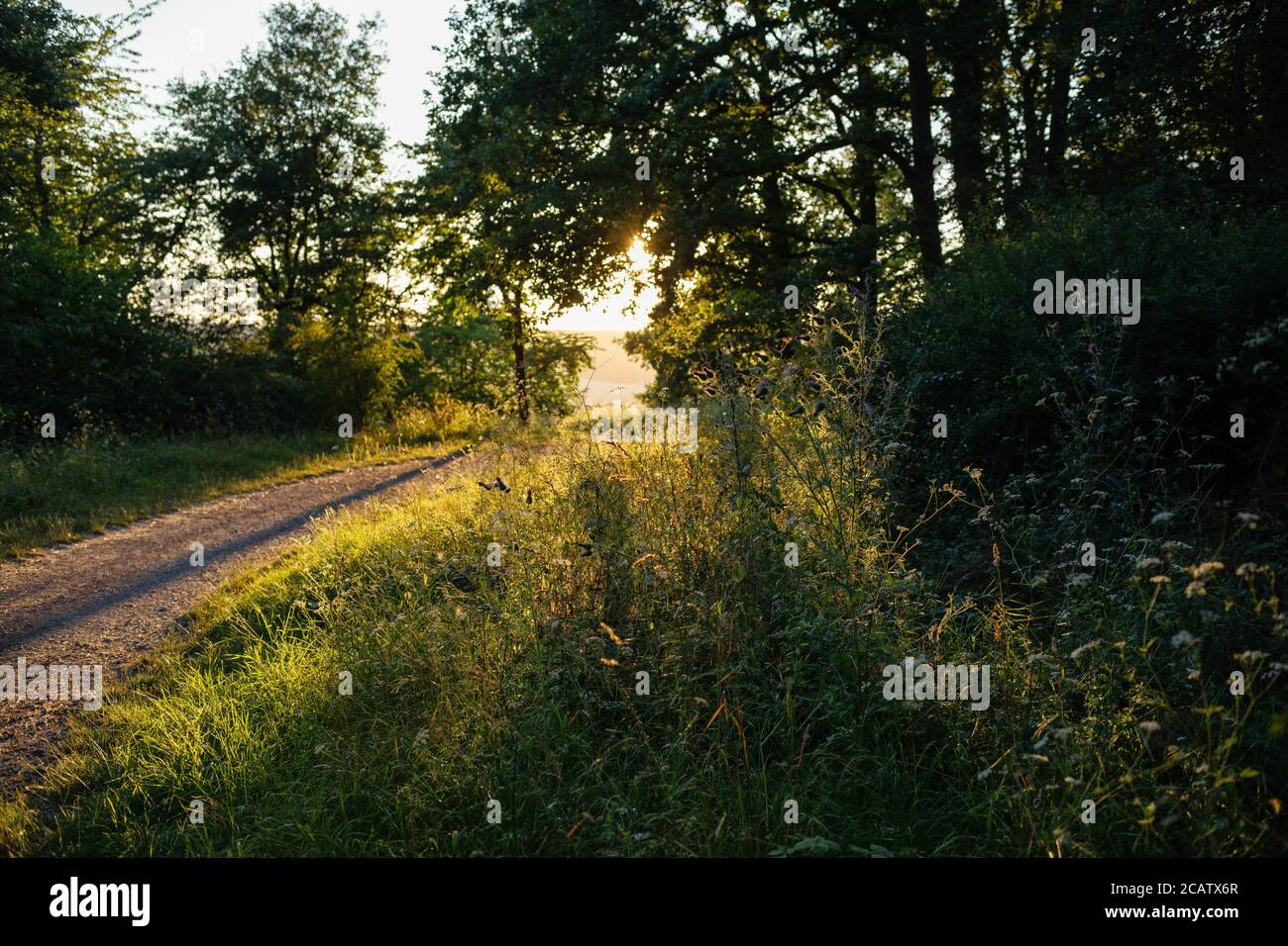 narrow path through the woods and the morning sun in the horizon Stock ...