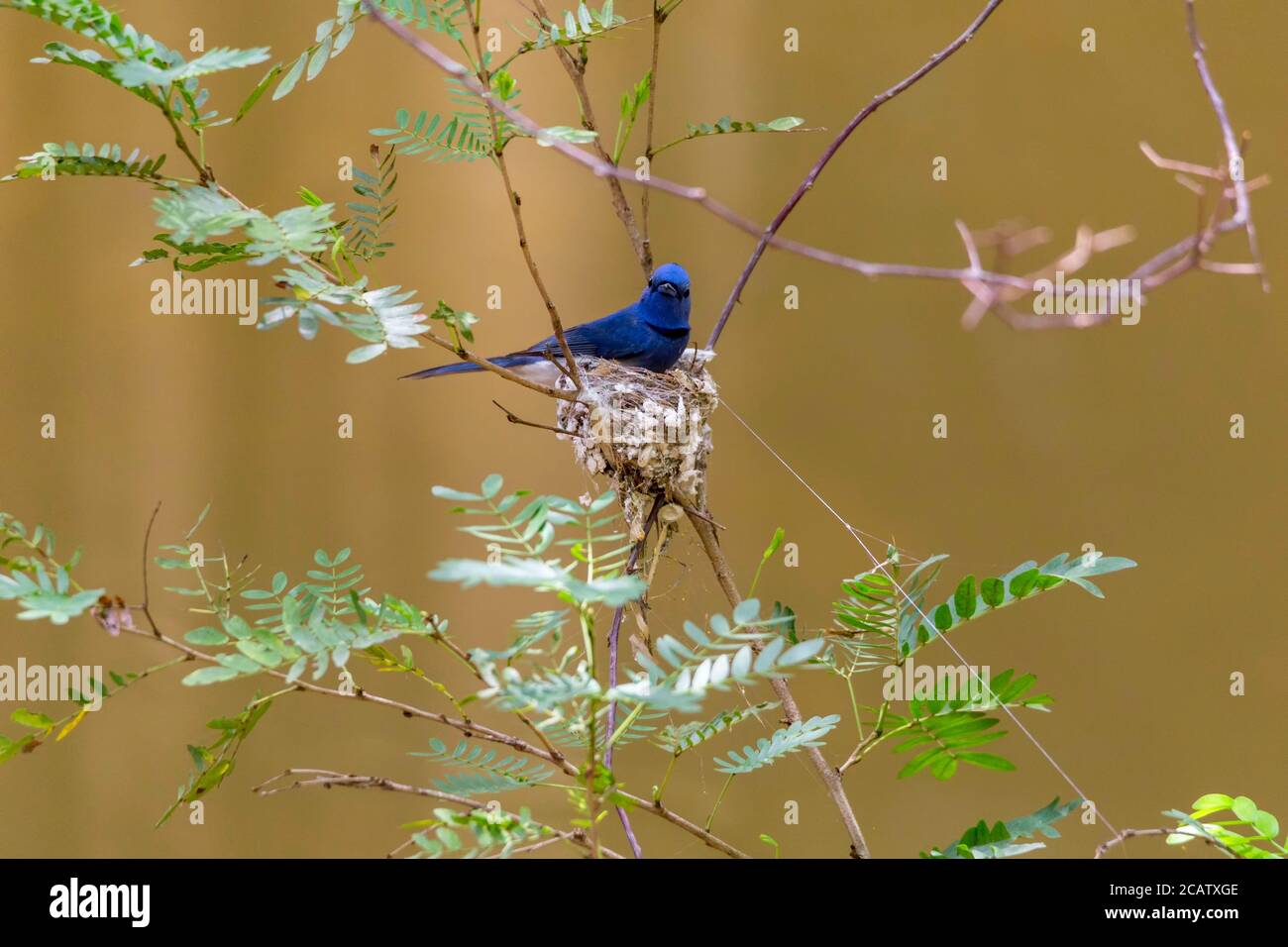 Blue Naped Monarch Bird Nesting on the Bush Twig Branches in the Nest ...