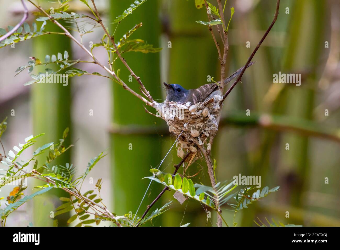 Blue Naped Monarch Bird Nesting on the Bush Twig Branches in the Nest ...