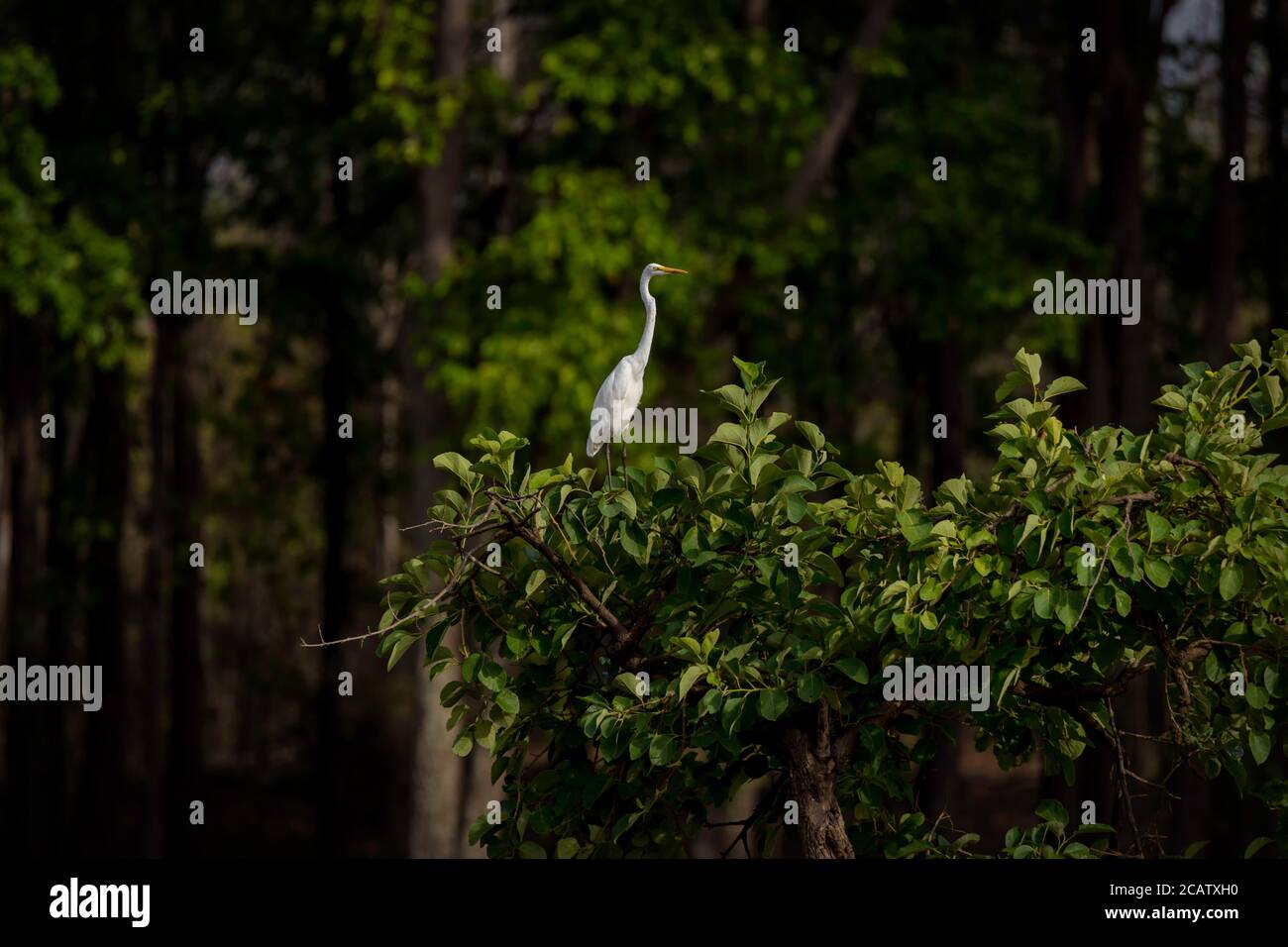 Eastern Great Egret Ardea alba Modesta White Heron Sitting on the Top ...