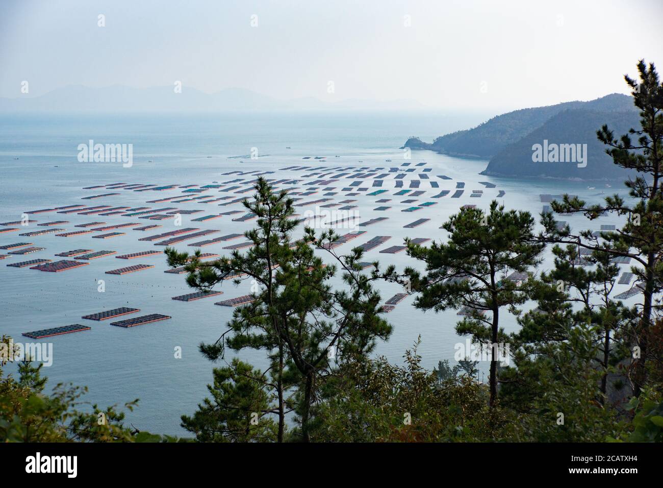 The view of the water plantation in South Korea Stock Photo - Alamy
