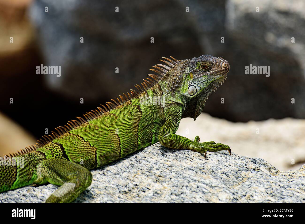Green lizards iguana. Wildlife reptile in Florida. Iguana dragon close ...