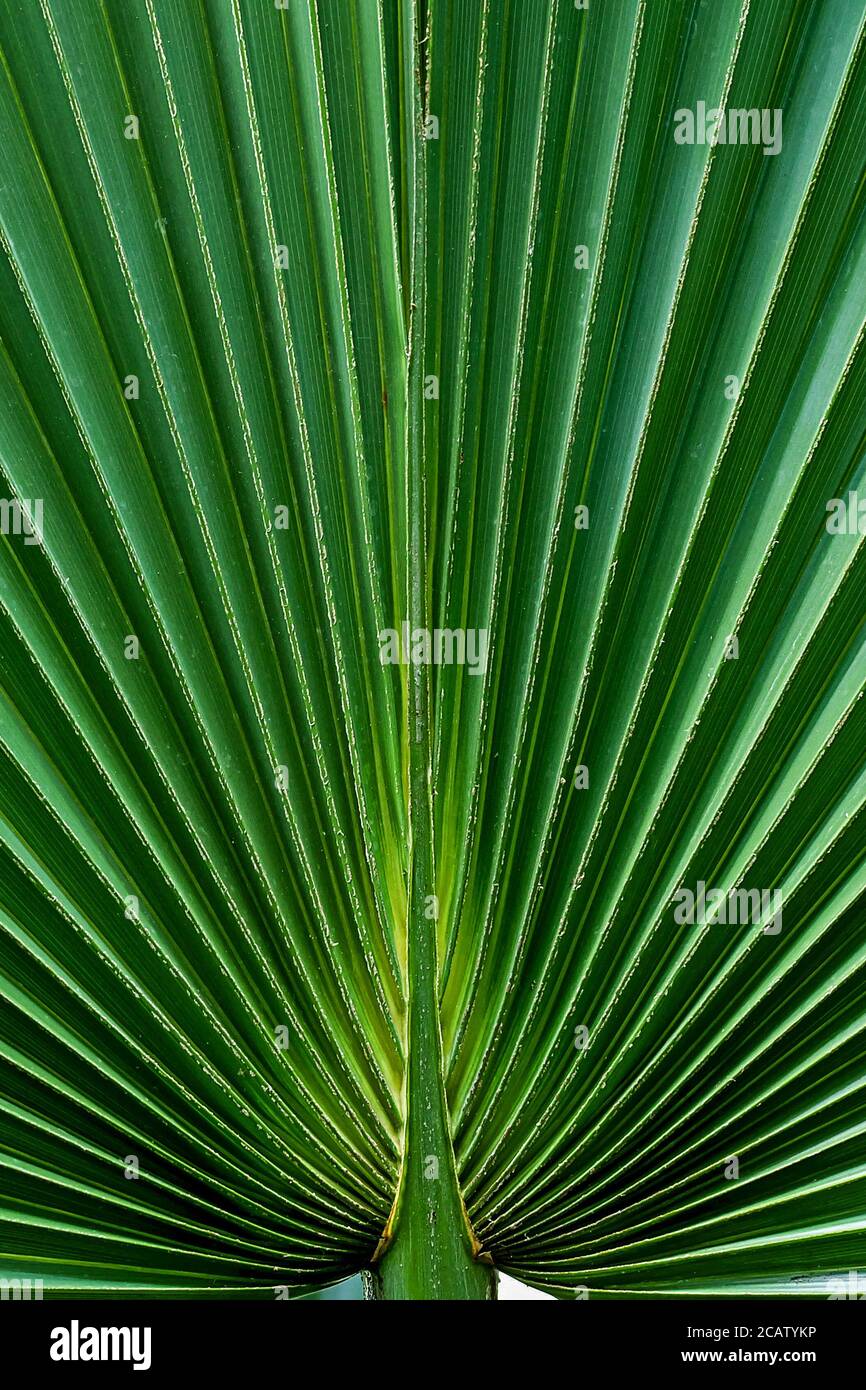 The typically leaf of a fan palm Stock Photo - Alamy