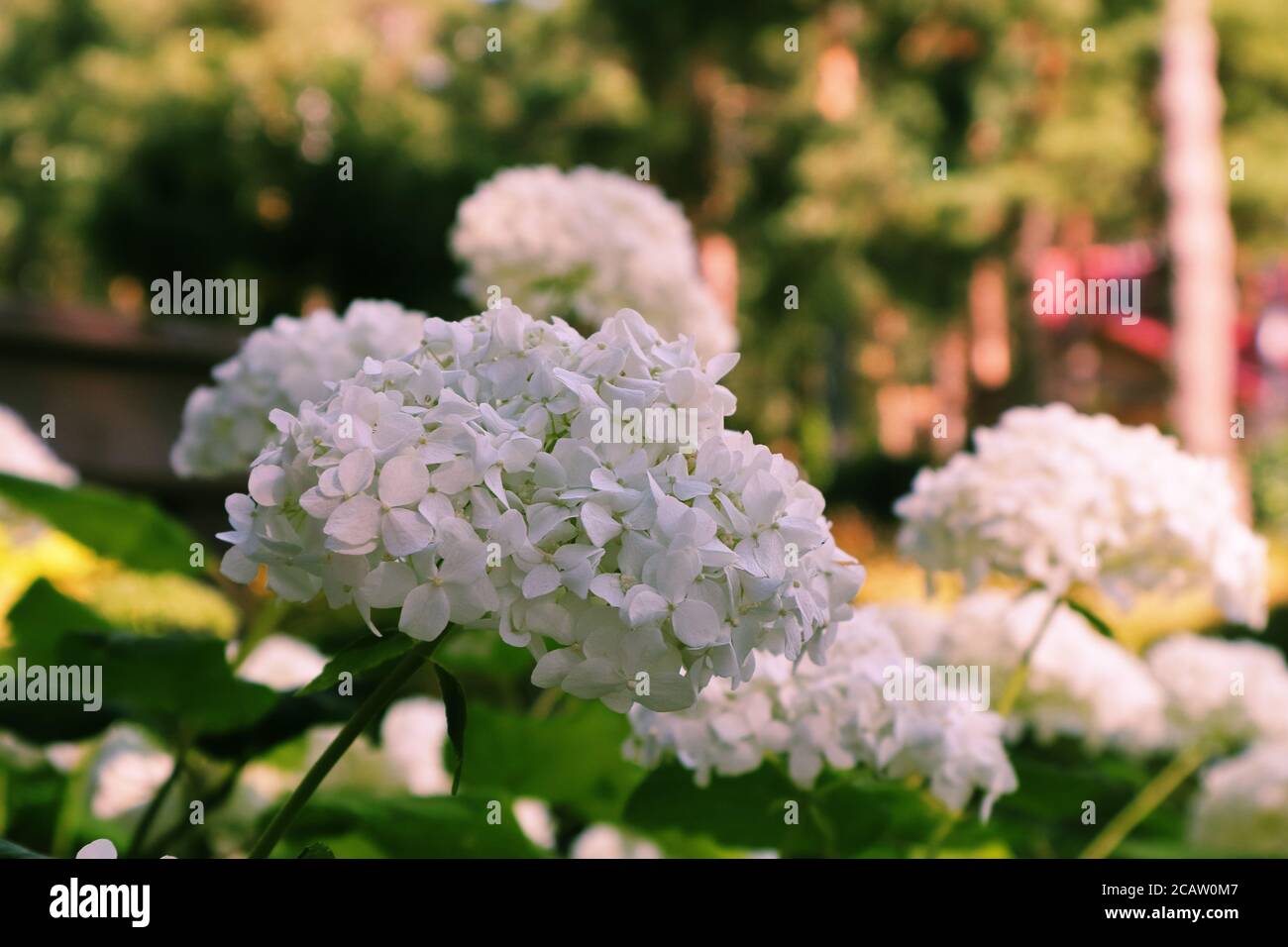 White Chinese snowball bush. Viburnum flower heads white flowers in the ...