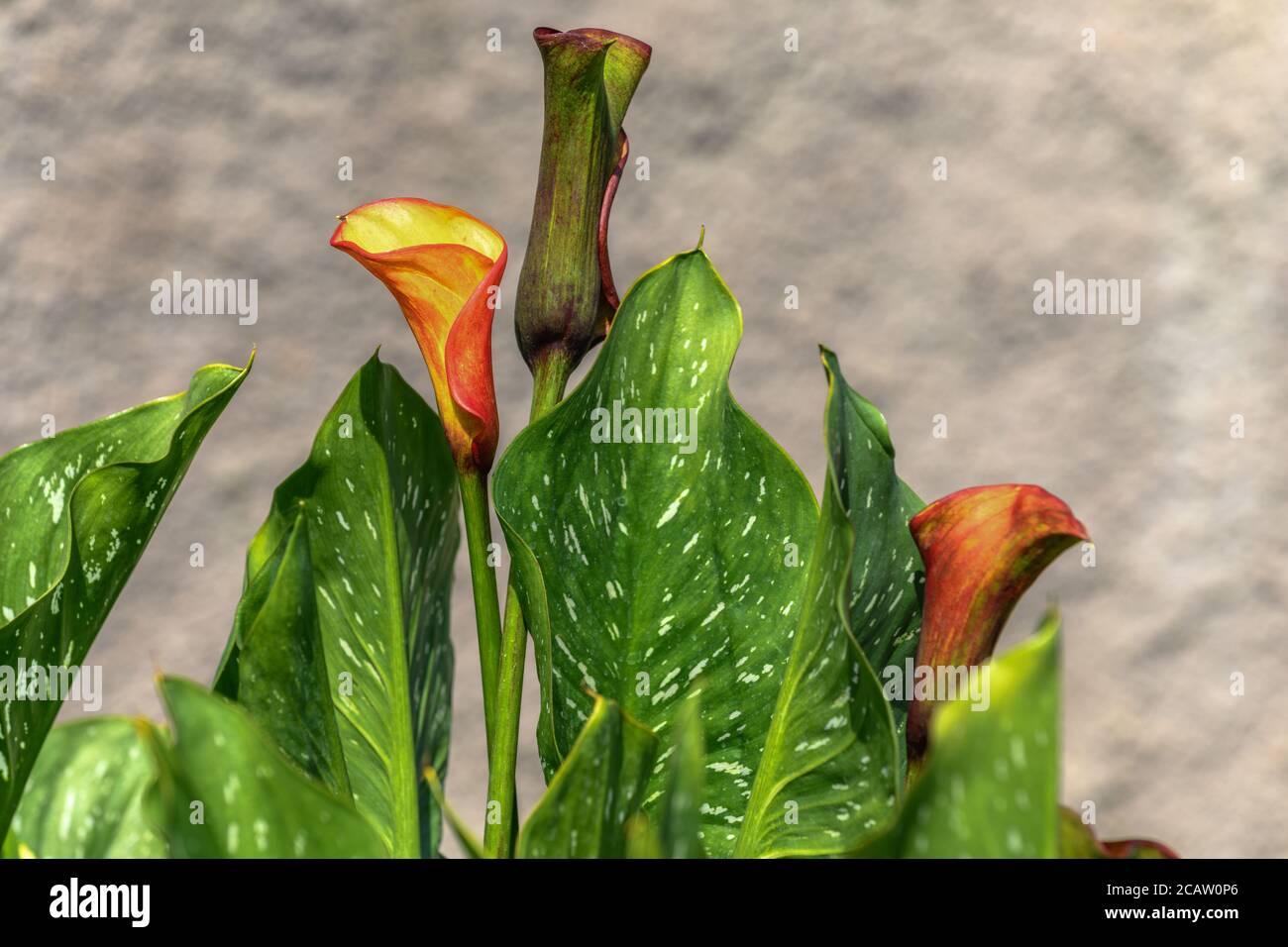 Red-orange flowers of arum in a french garden Stock Photo - Alamy