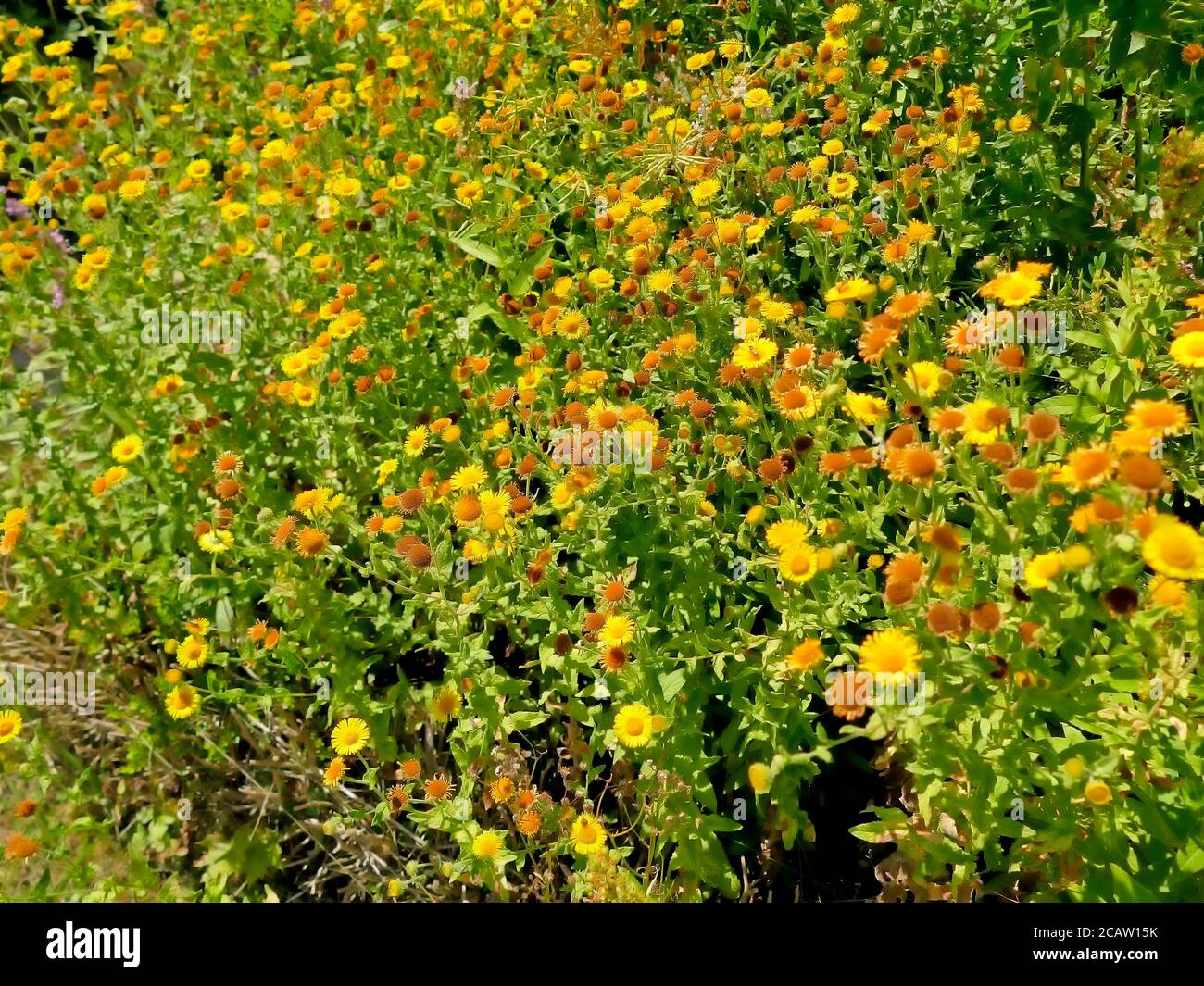 Meadow false fleabane pulicaria dysenterica hi-res stock photography ...
