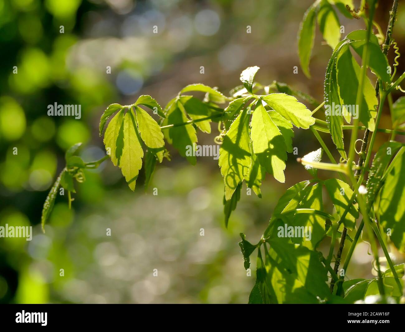 Longevity herb hi-res stock photography and images - Alamy