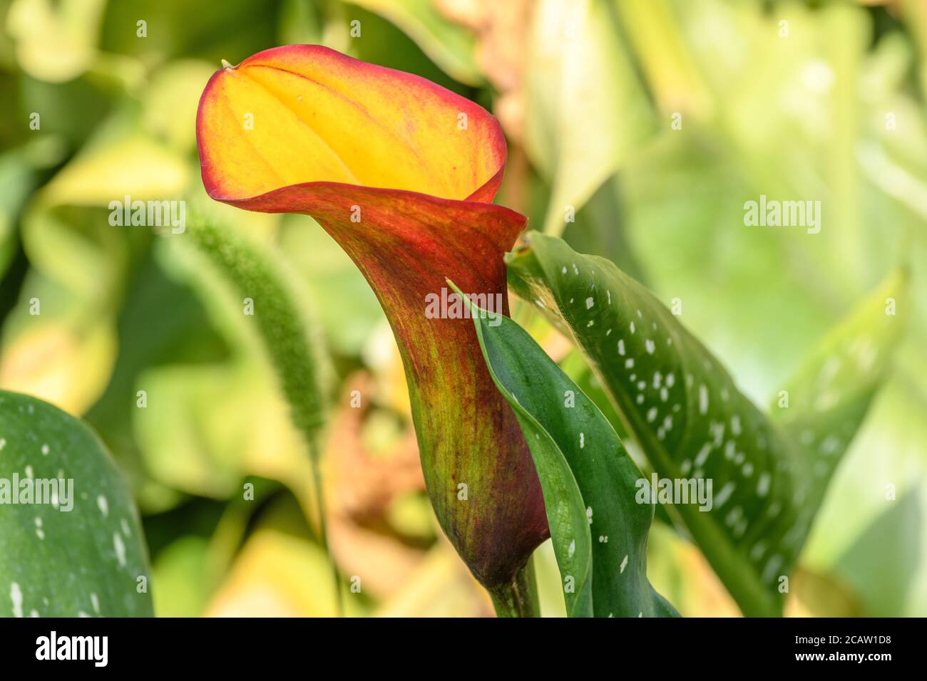 Red-orange flowers of arum in a french garden Stock Photo - Alamy