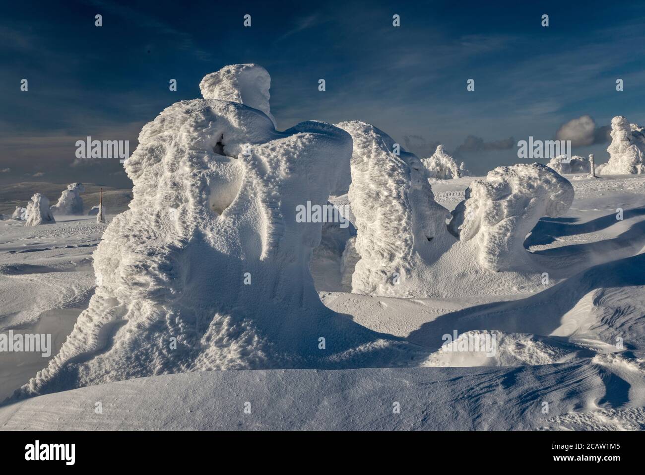 Dwarf mountain pines, ice and snow encased, subalpine zone below summit ...