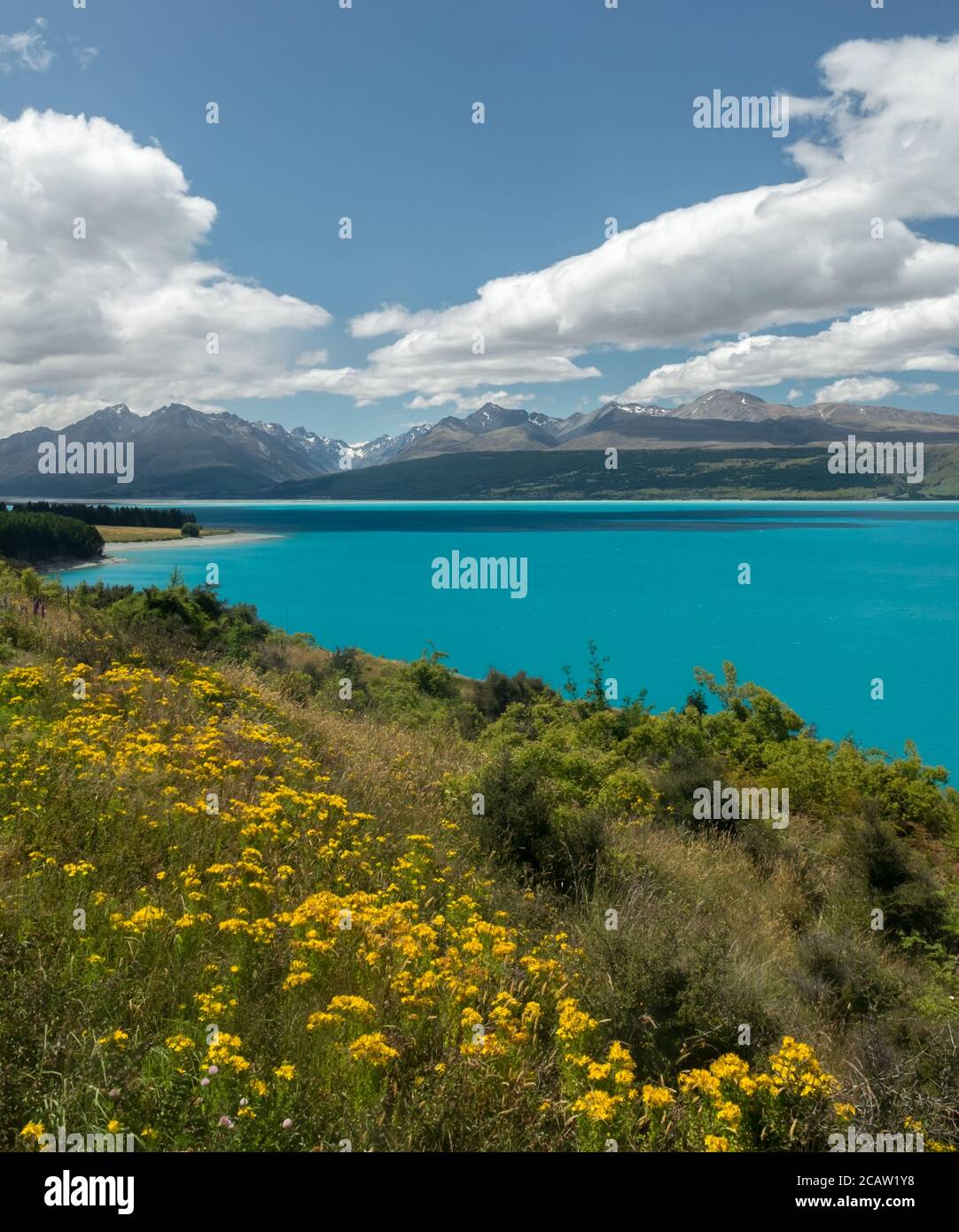 Wild flowers in front of stunning Lake Pukaki in Mount Cook National ...