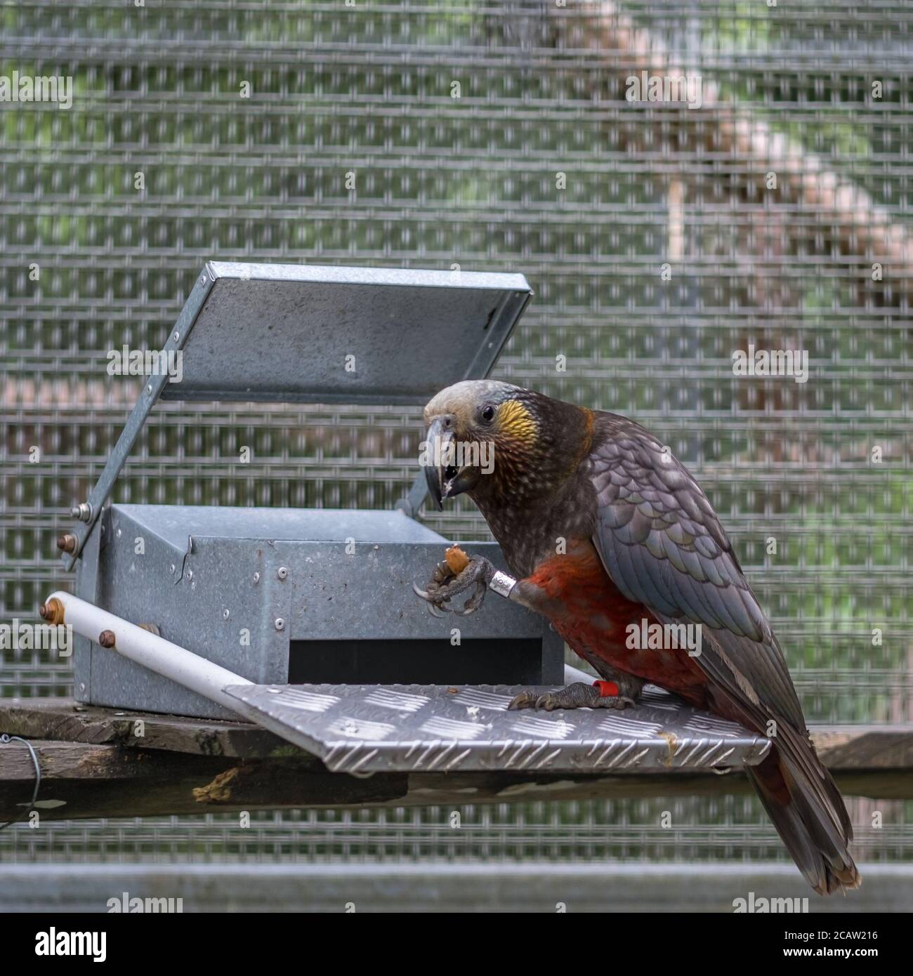 Beautiful New Zealand kaka bird (Nestor meridionalis) in the Orokonui ...