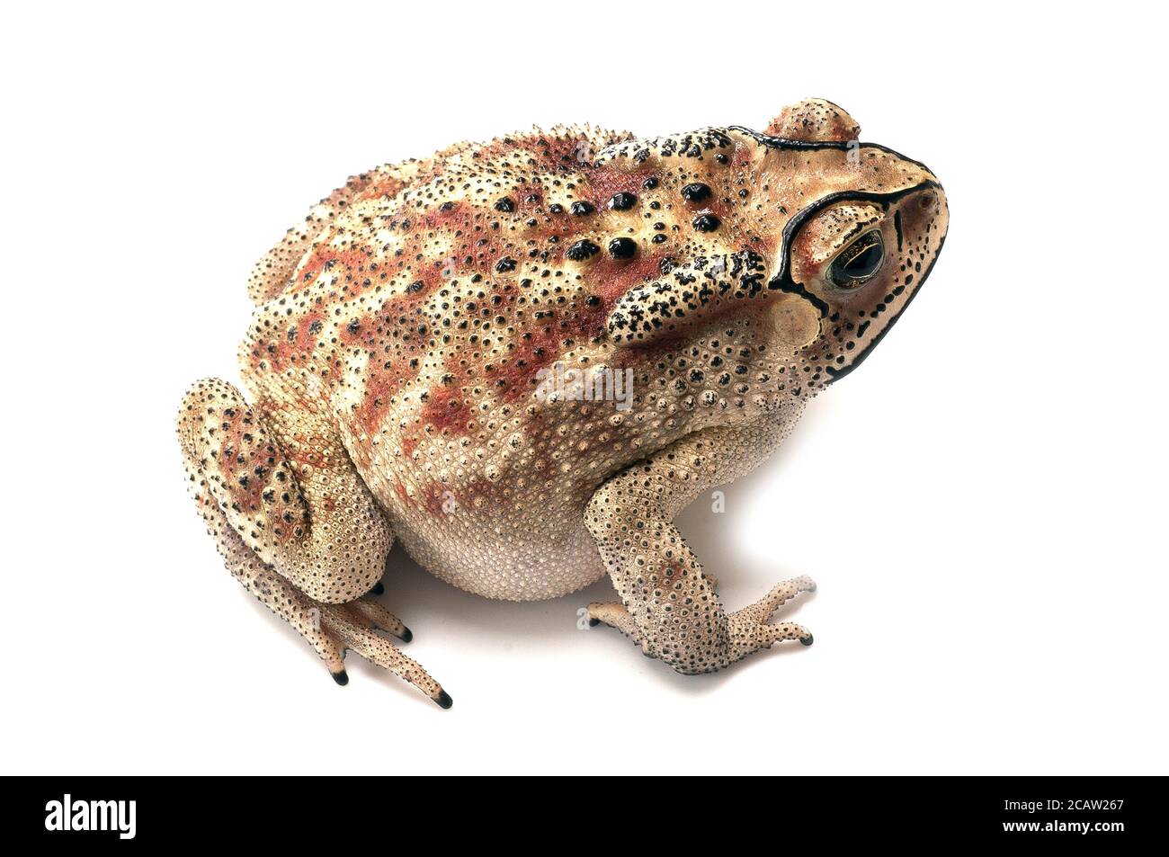 Tropical tree frog Cut Out Stock Images & Pictures - Alamy