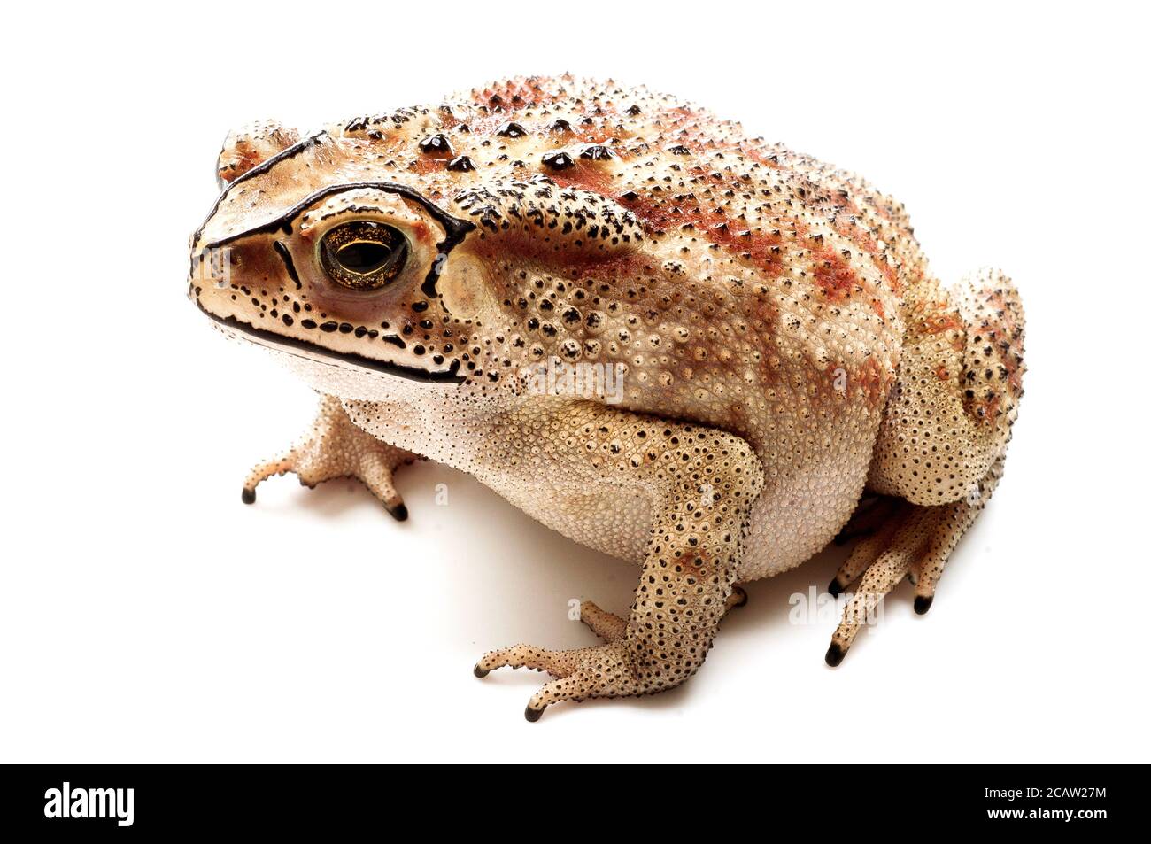 Tropical tree frog Cut Out Stock Images & Pictures - Alamy