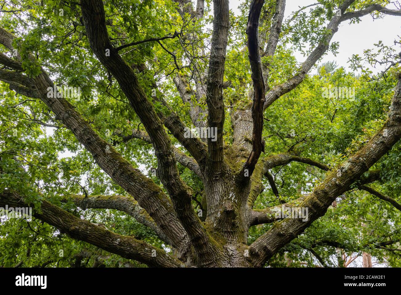 Oak trees woodland tree canopy hi-res stock photography and images - Alamy