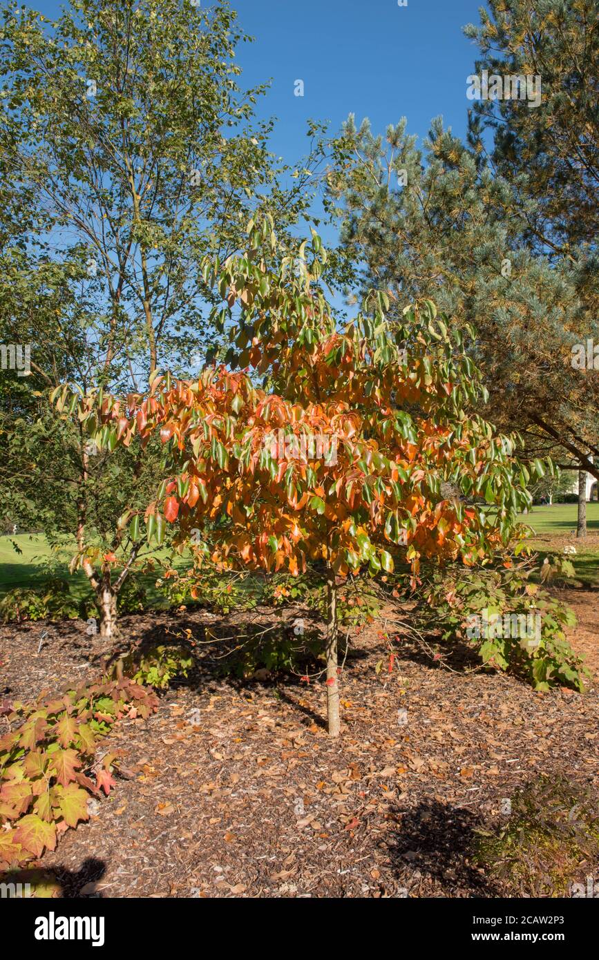 Black gum tree hi-res stock photography and images - Alamy