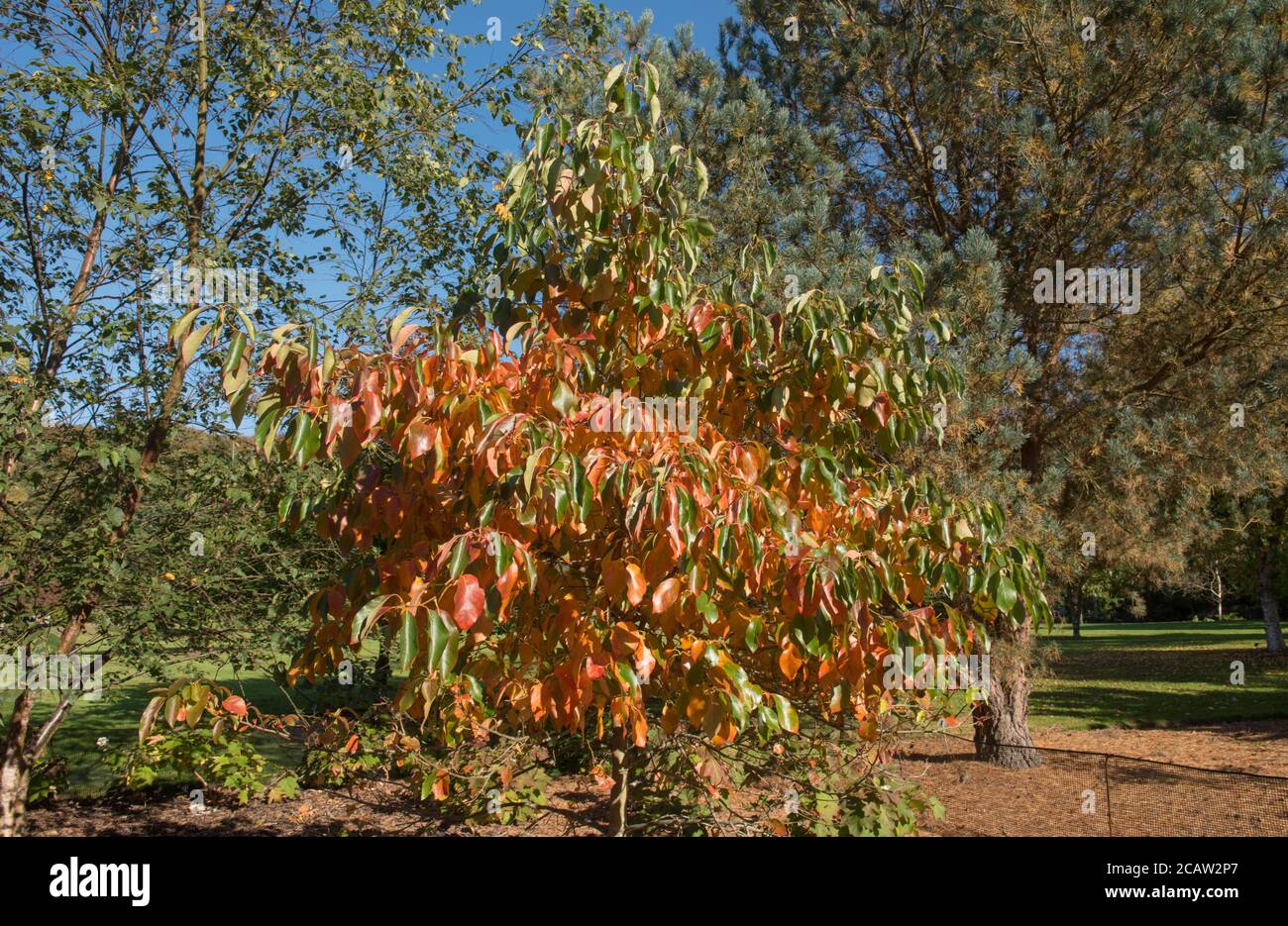 Black gum tree hi-res stock photography and images - Alamy