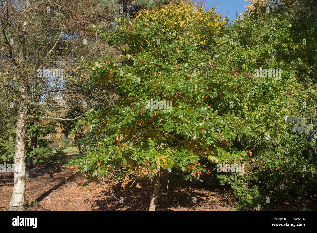 Black gum tree hi-res stock photography and images - Alamy