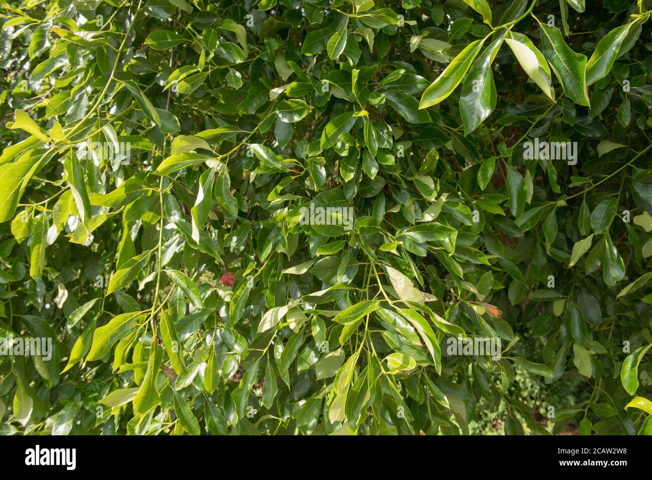 Summer Foliage of a Tupelo or Black Gum Tree (Nyssa sylvatica) in a ...
