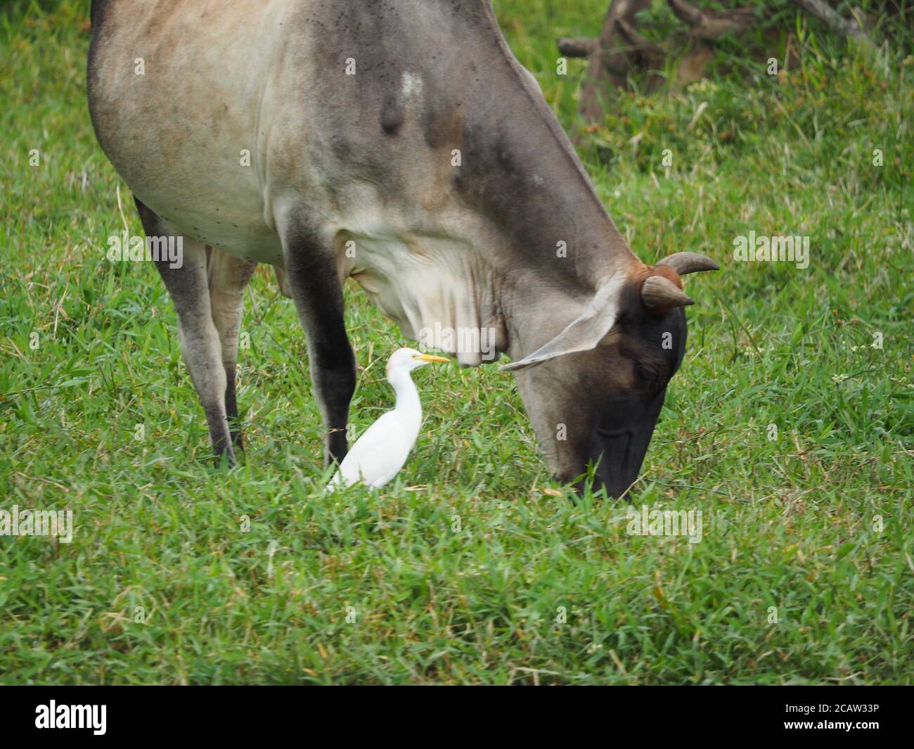 Bull captured hi-res stock photography and images - Alamy