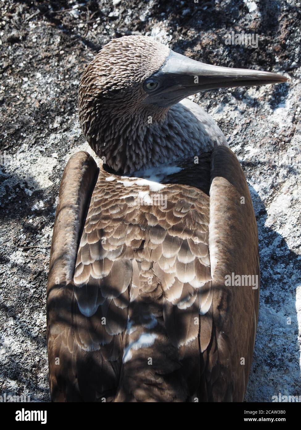 Vertical closeup of a bird sitting on the ground captured during the ...