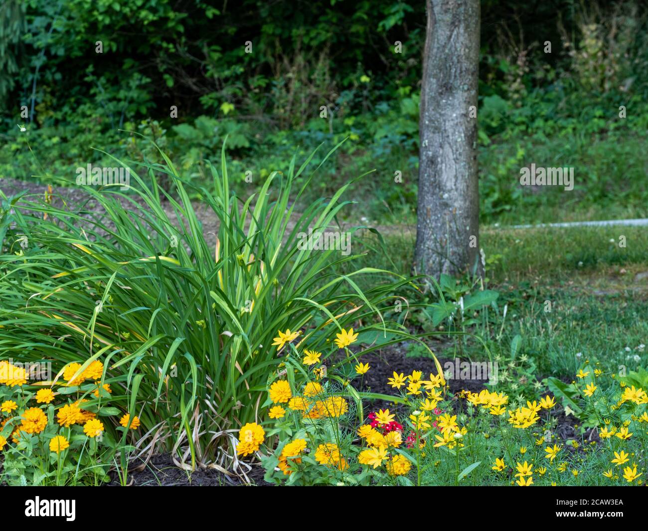 View of coreopsis flowers with a tree background Stock Photo - Alamy