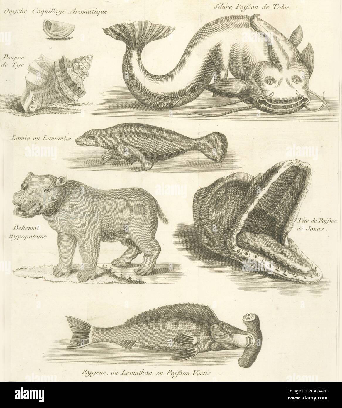 vintage animal illustration vintage classical artistic drawing Stock ...