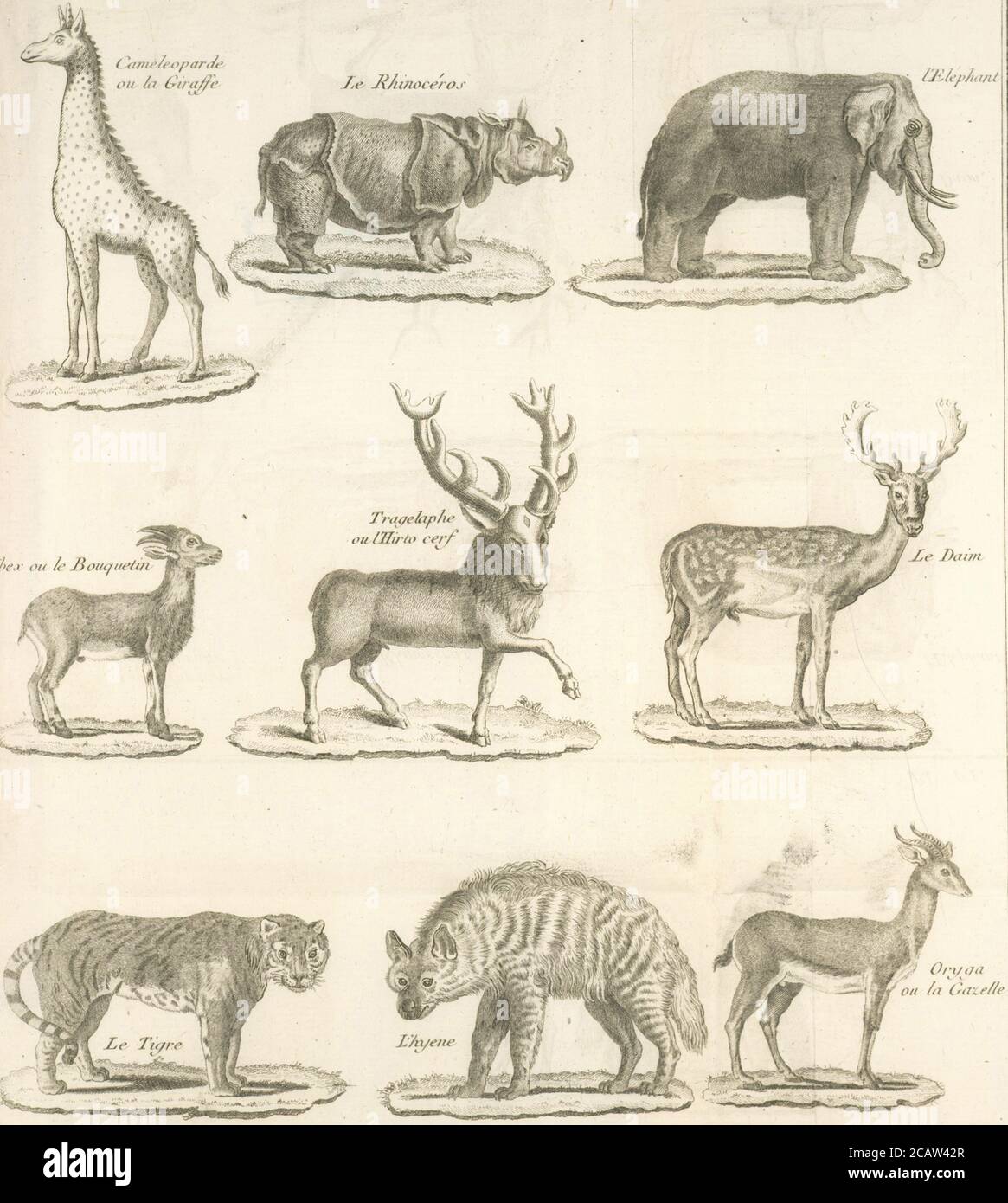 vintage animal illustration vintage classical artistic drawing Stock ...