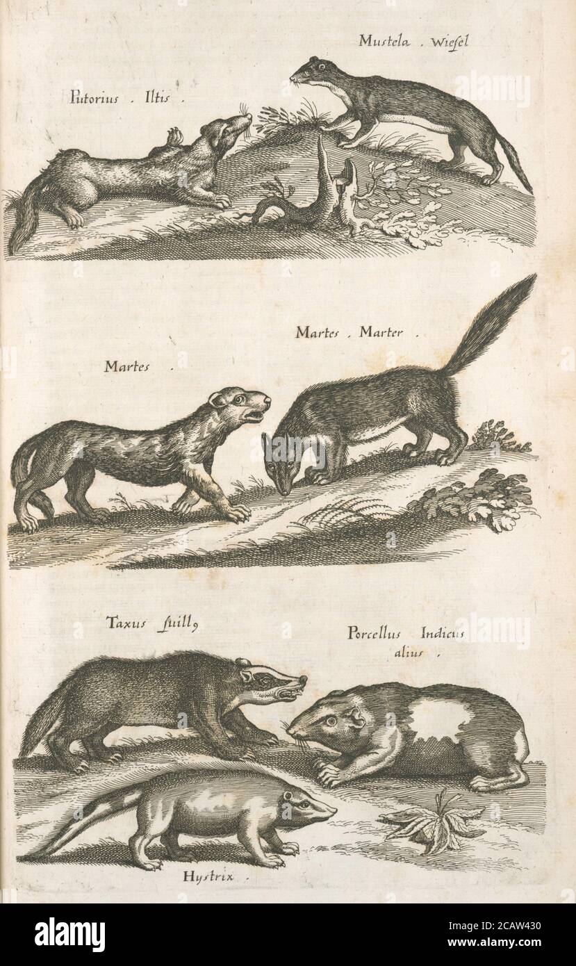 vintage animal illustration vintage classical artistic drawing Stock ...
