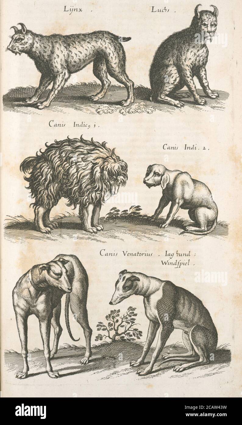 vintage animal illustration vintage classical artistic drawing Stock ...