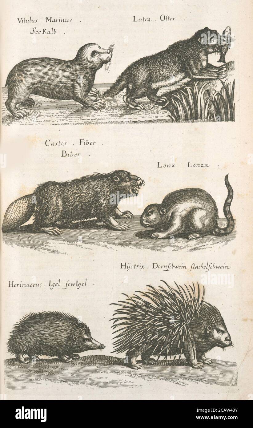 vintage animal illustration vintage classical artistic drawing Stock ...